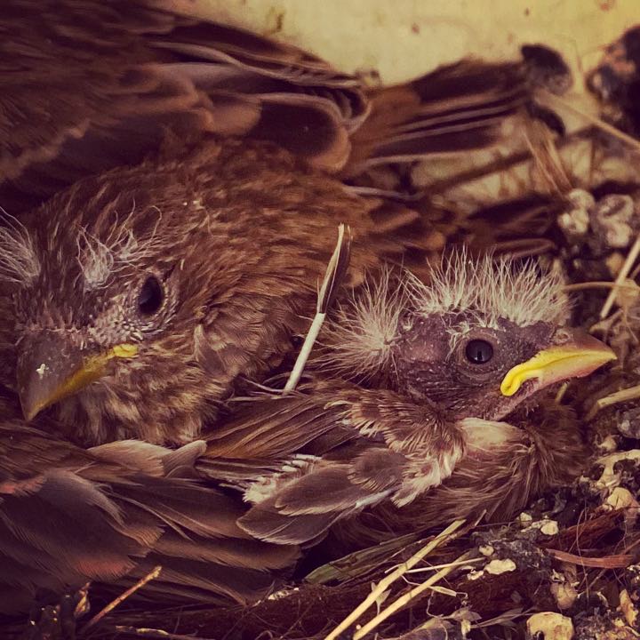 birdies.jpg – Six Colors