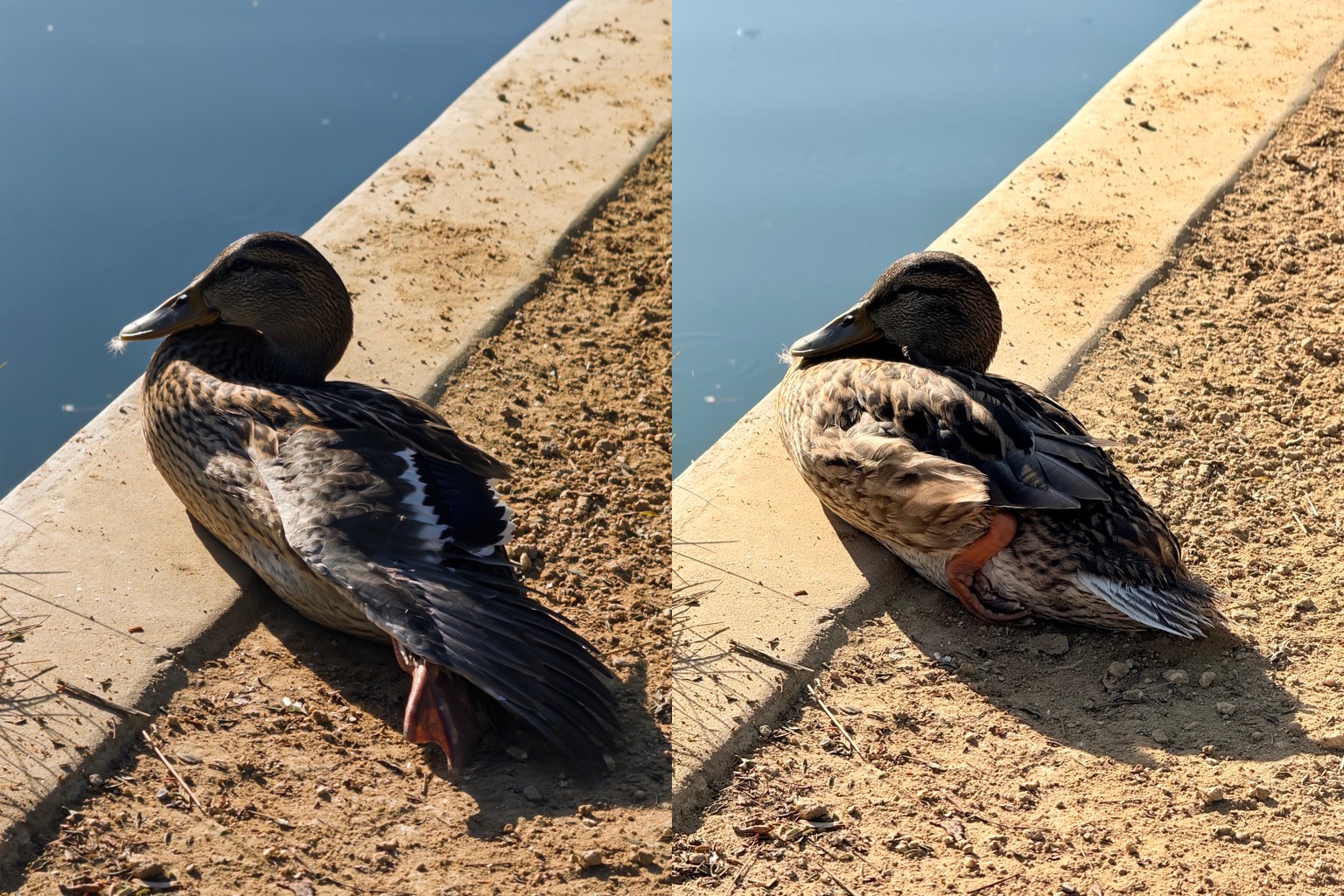 tone_duck_2 – Six Colors